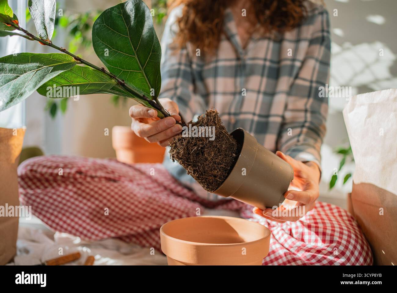 Female hands carefully transplanting ficus lyrata houseplant, moving ...