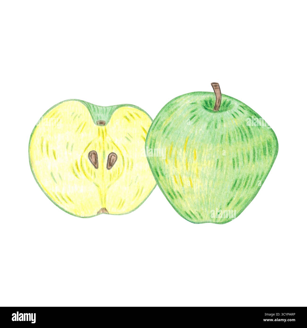 A whole green apple and a half apple lie side by side. Hand-drawn ...