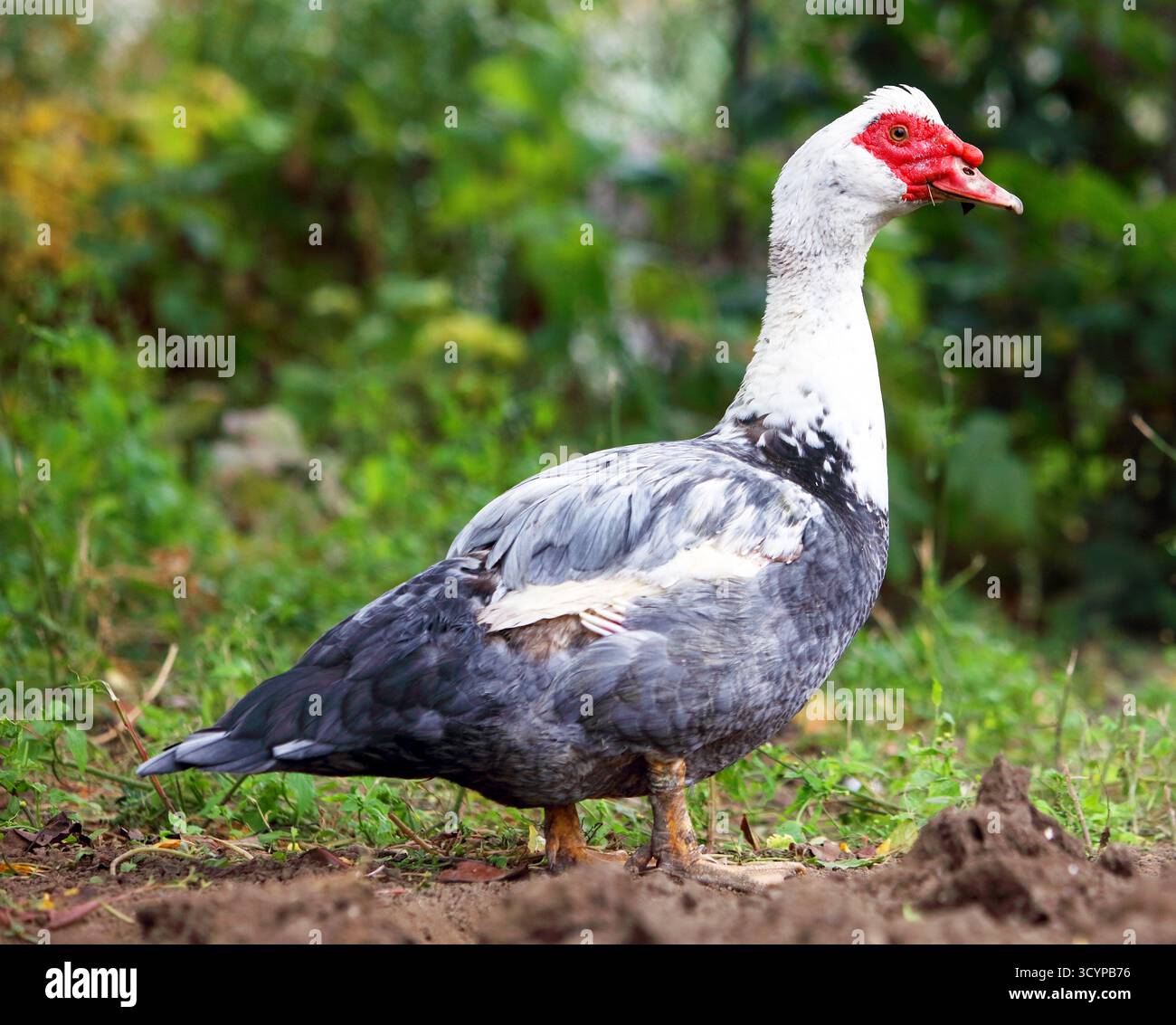 Old mallard hi-res stock photography and images - Alamy