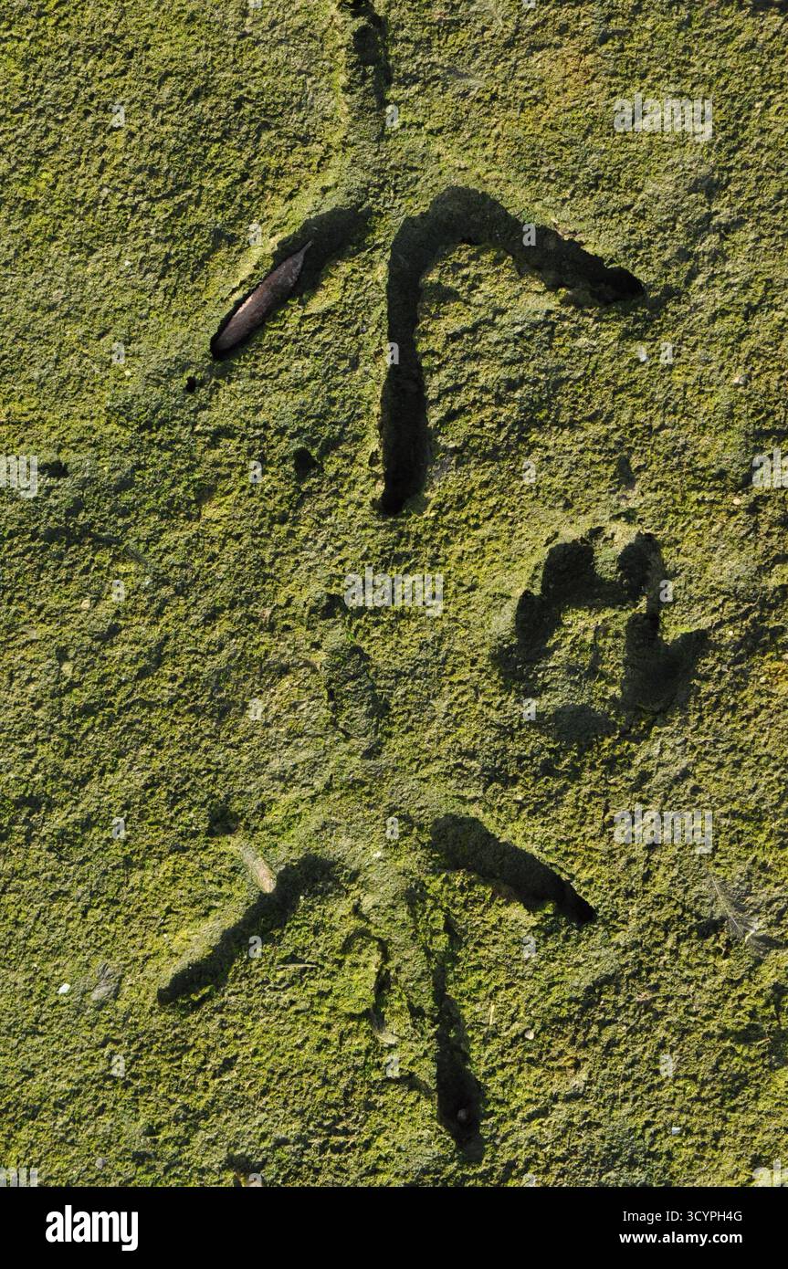 Engraved symbols are visible on a mossy rock surface, showing intricate ...