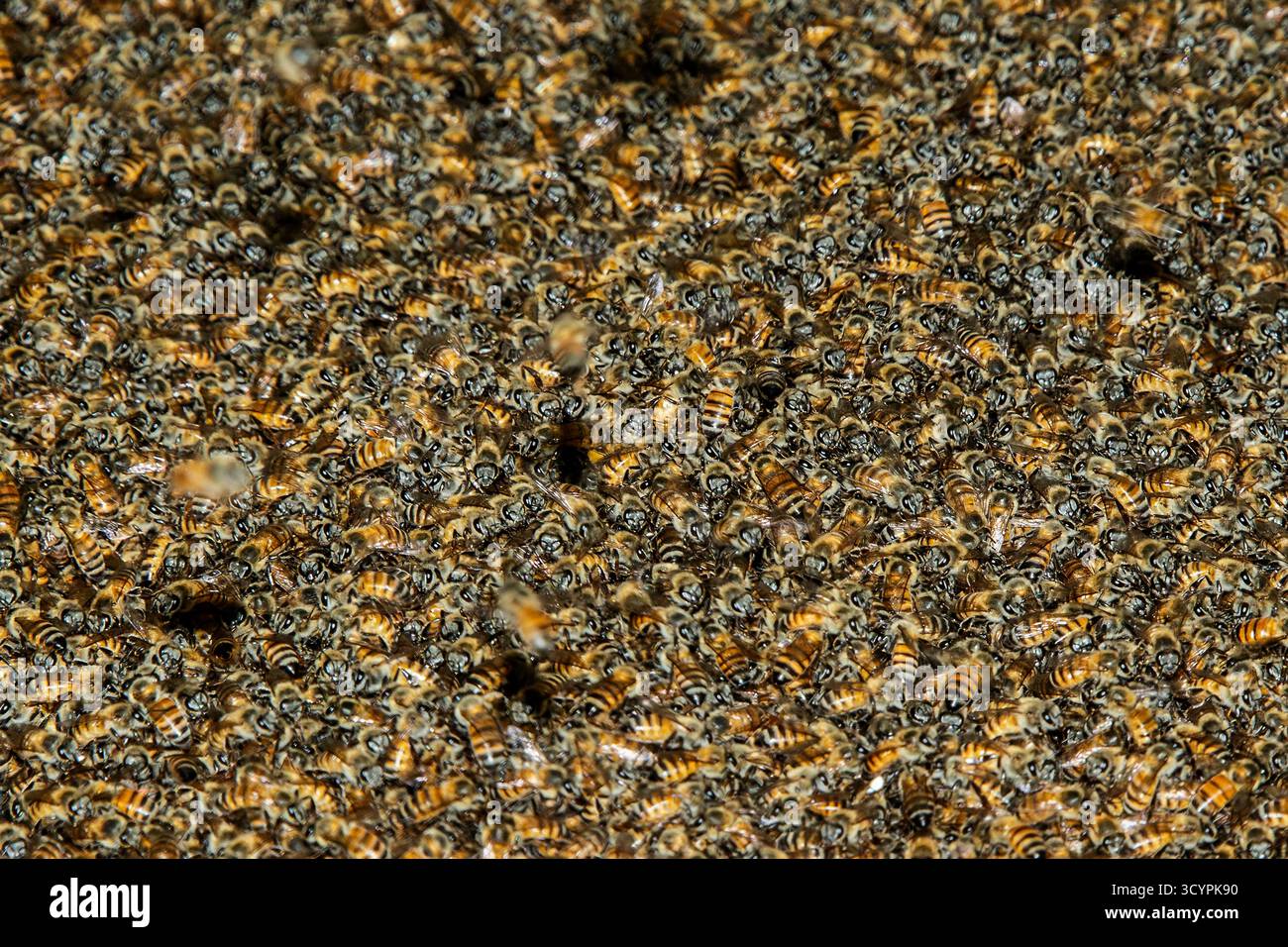 West African Honey Bees swarming on top of a hive , one of Namibia's ...
