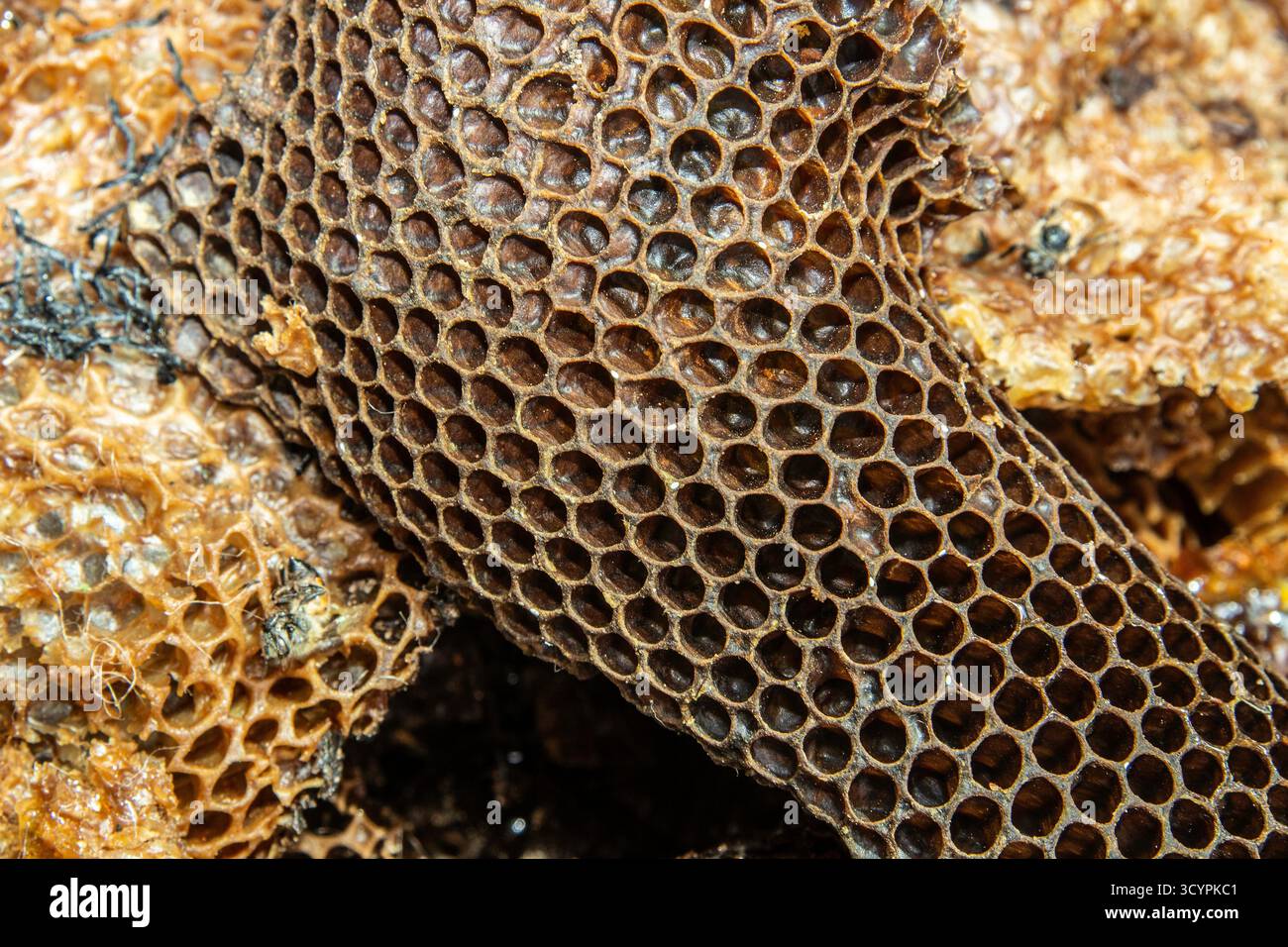 New Golden Honecomb and old brown comb, from West African Honey Bees ...