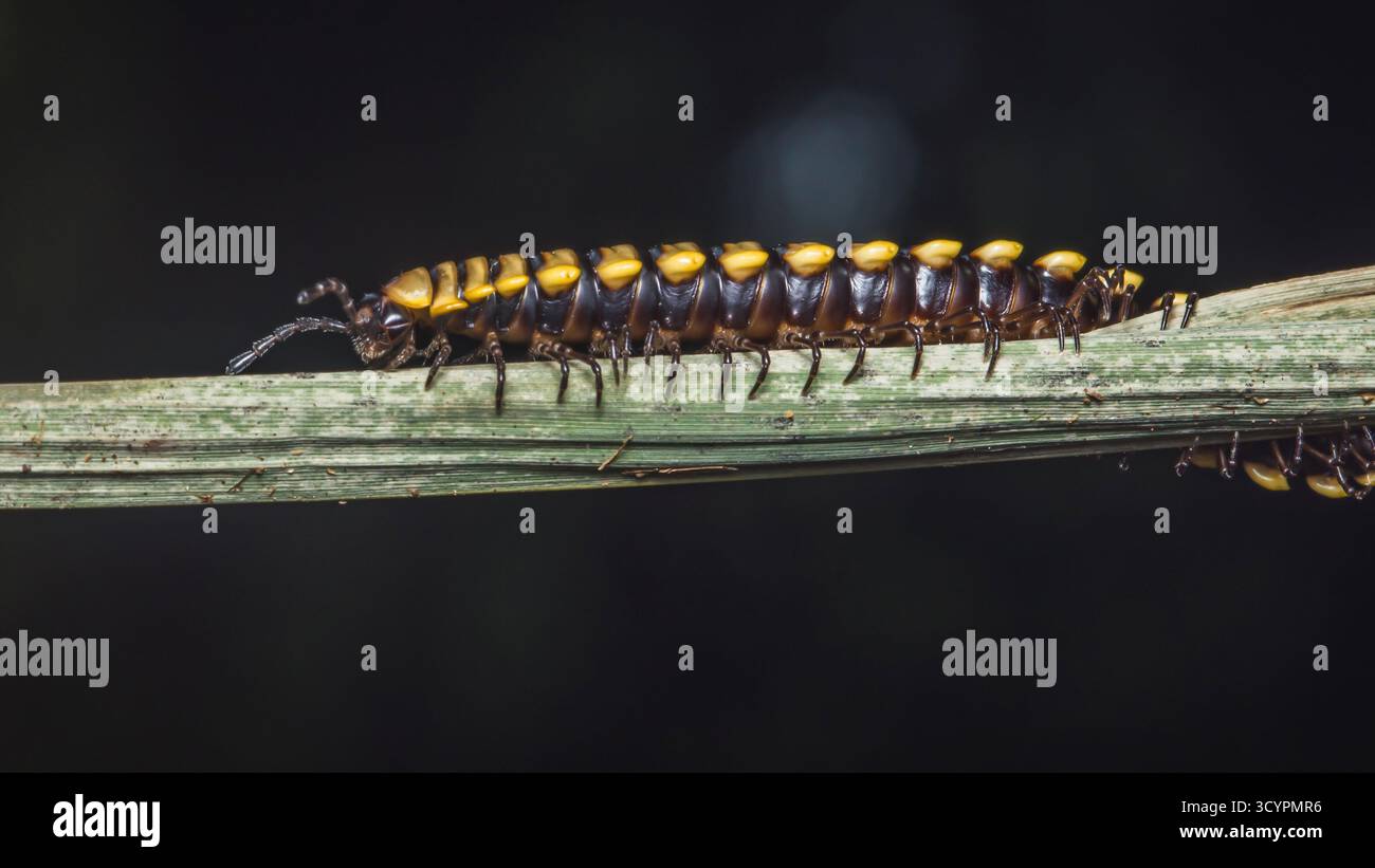 Black and yellow armored millipede crawling along a green plant stem in ...