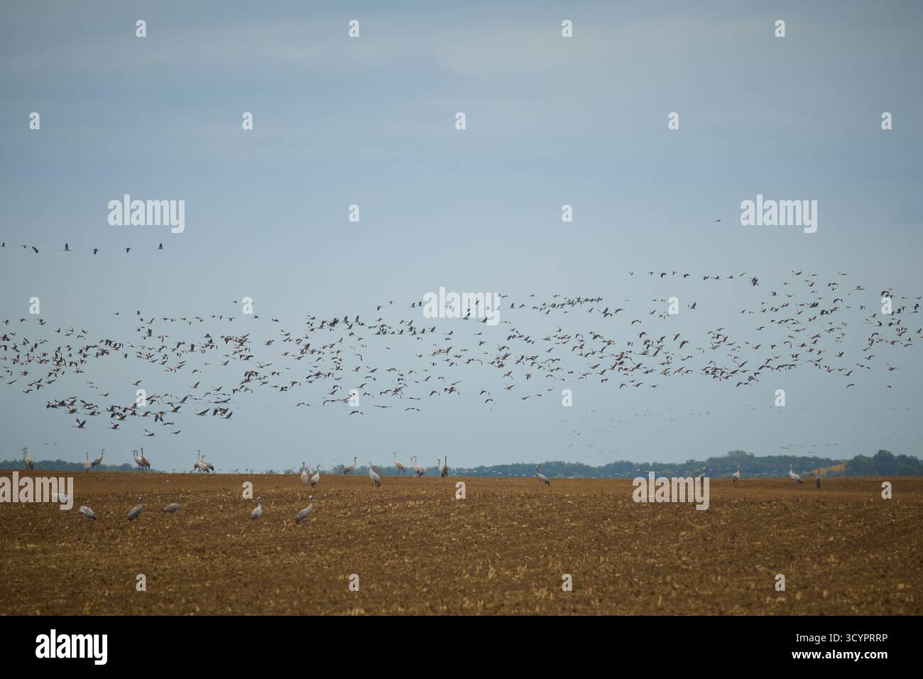 Large groups of common cranes catched on fields when feeding Stock ...
