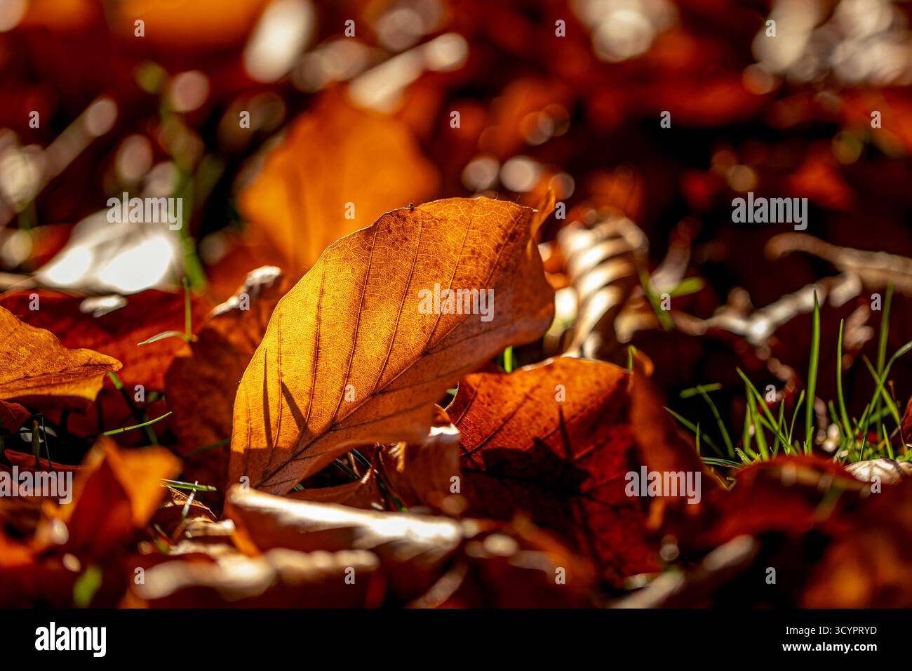Herbst in Lünen am 25.10.2024 bunte Blätter in der Sonne *** Autumn in ...