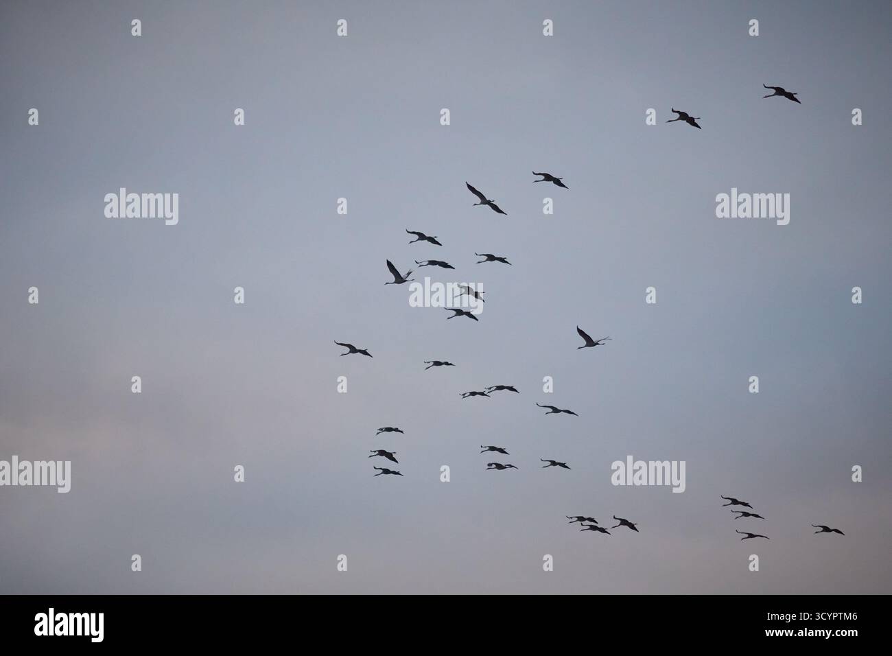 Large groups of common cranes flying to night location in Hungary ...