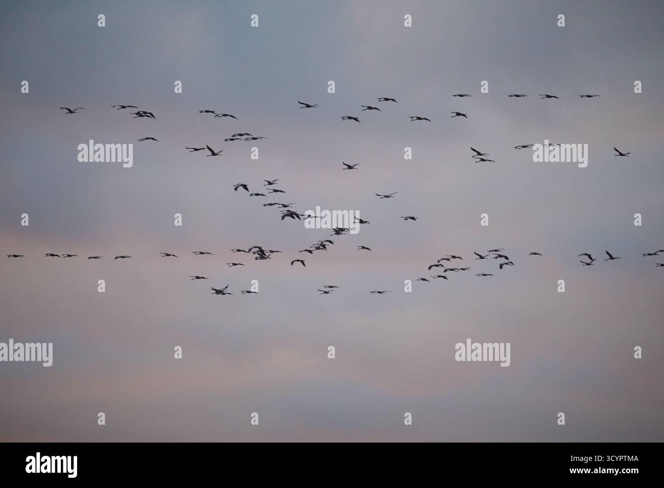Large groups of common cranes flying to night location in Hungary ...