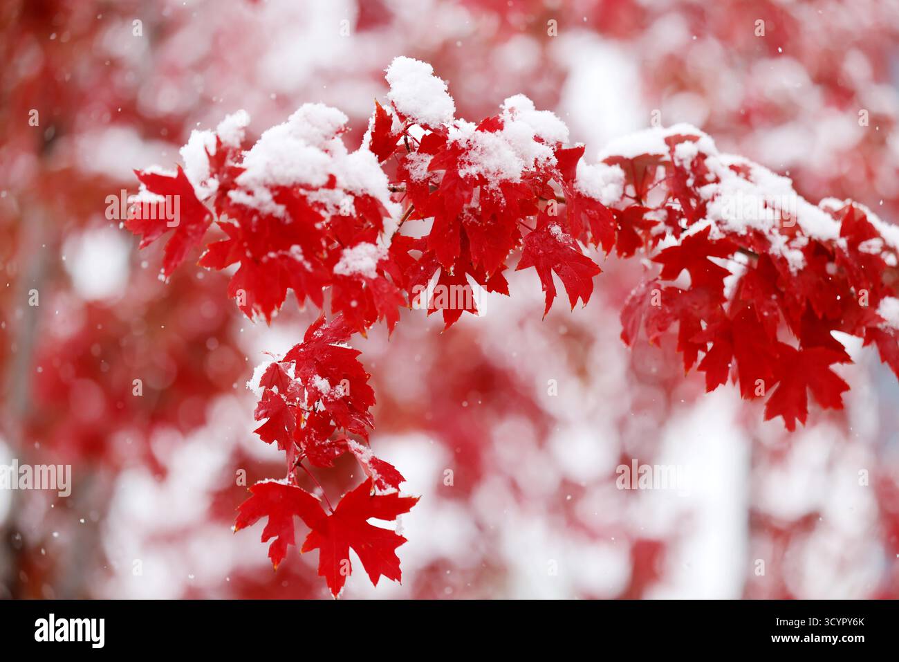 Tourists admire the snowy scenery of a maple forest in Harbin City ...