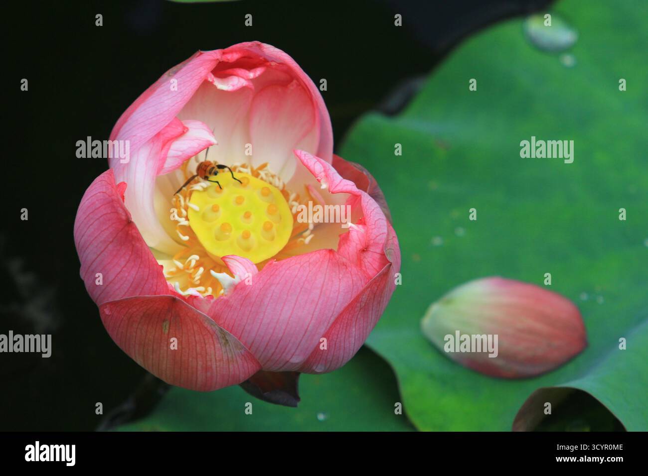 Lotus flowers are in full bloom in Sanya City, southernmost China's ...