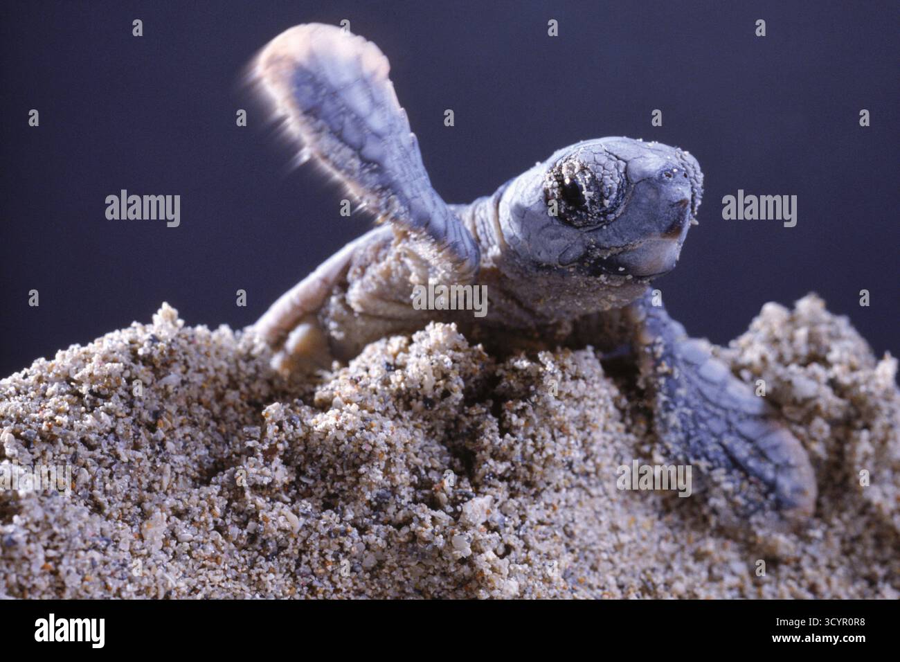 Marine turtle nests hi-res stock photography and images - Alamy