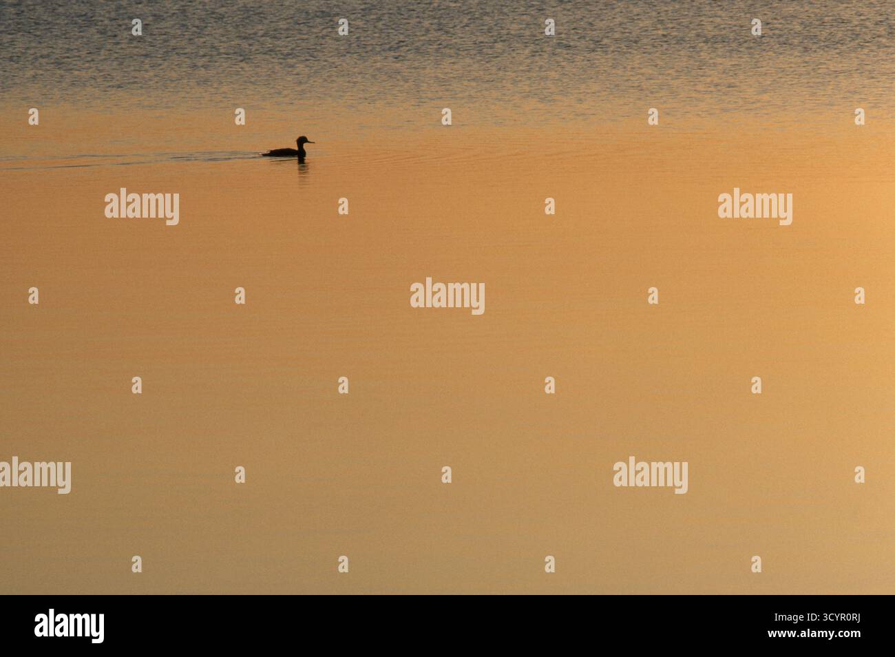 Cape cod water birds hi-res stock photography and images - Alamy