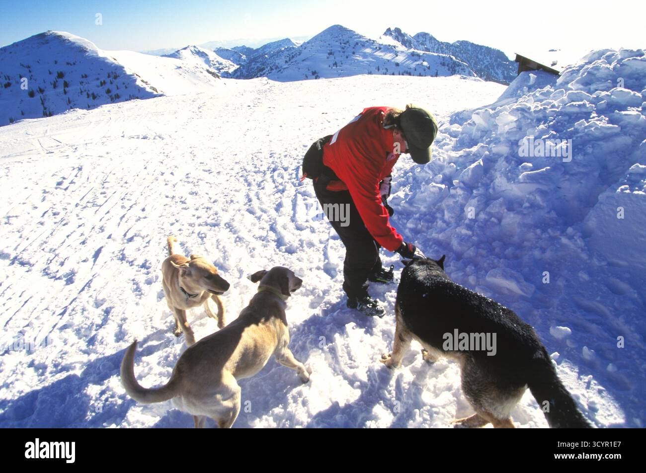 Avalanche rescue dogs at Snowbird Resort, Utah Stock Photo - Alamy