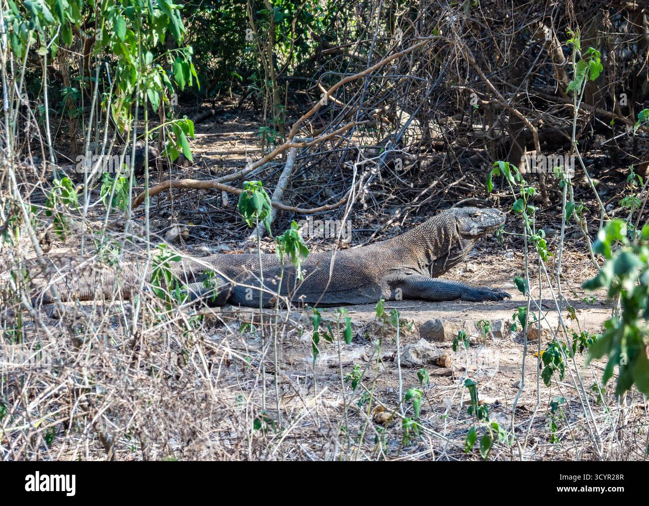 A giant Komodo Dragon (Varanus komodoensis) sitting in the bushes ...