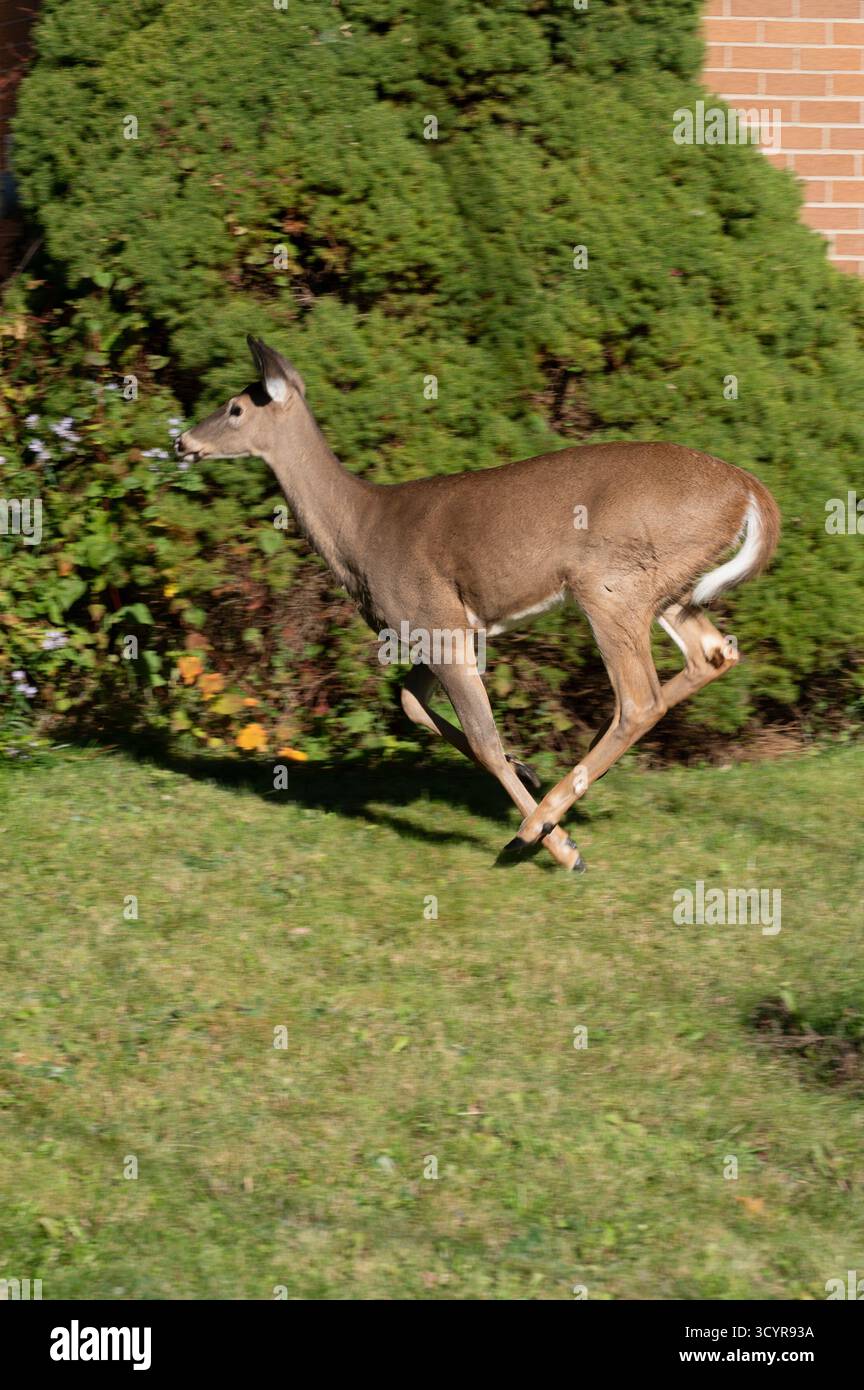 The beauty of wildlife in motion shows a white tailed deer gracefully ...
