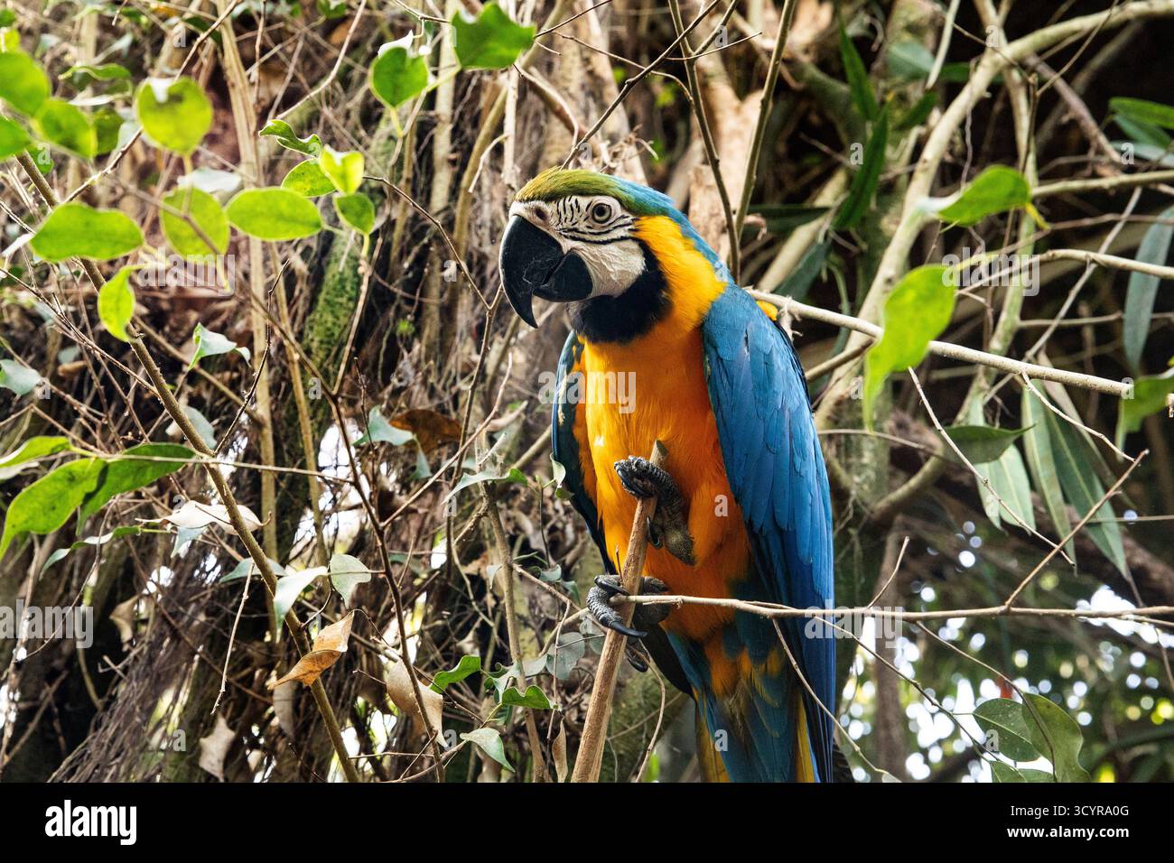 Macaw parrot holding branch in tropical jungle habitat Stock Photo - Alamy