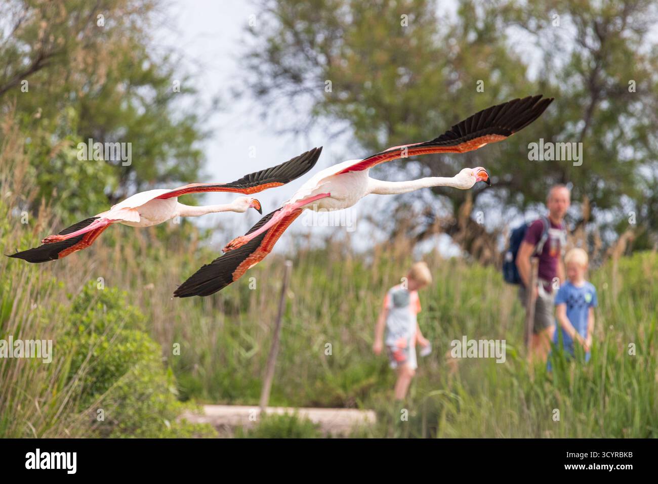 Family watching greater flamingo hi-res stock photography and images ...