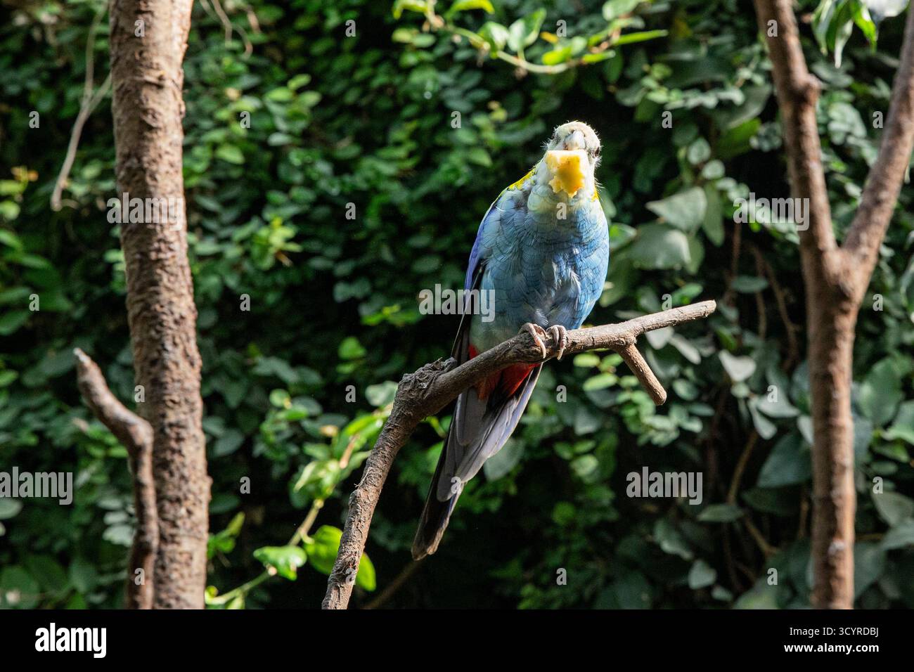 Parrot with blue wings and red tail eating fruit. Funny bird Stock ...