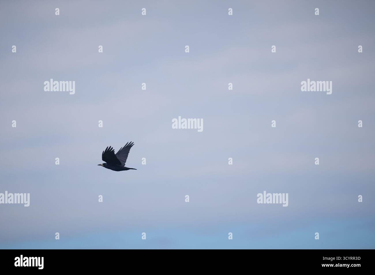 Flying bird of corvus family birds catched against sky in Hungary ...