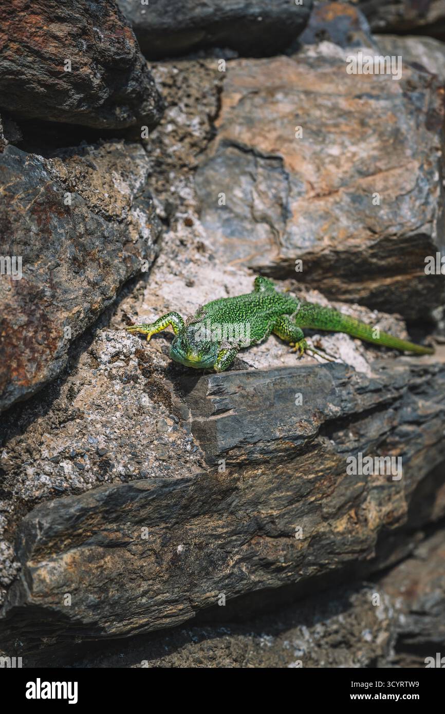 Green lizard resting on textured brown and grey sunlit rock wall Stock ...