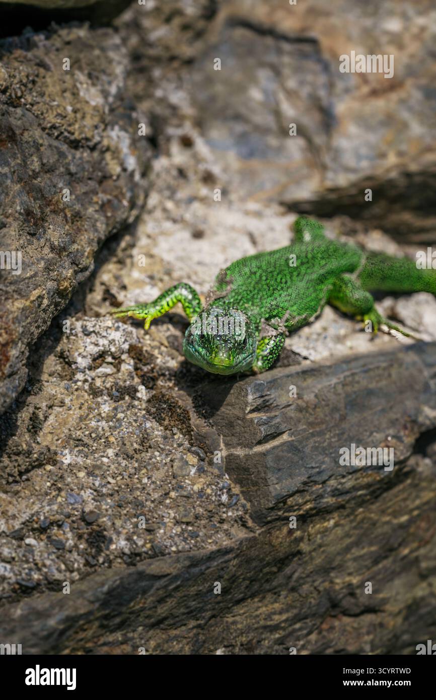 Close-up of a bright green lizard on a rough, sunlit stone wall ...