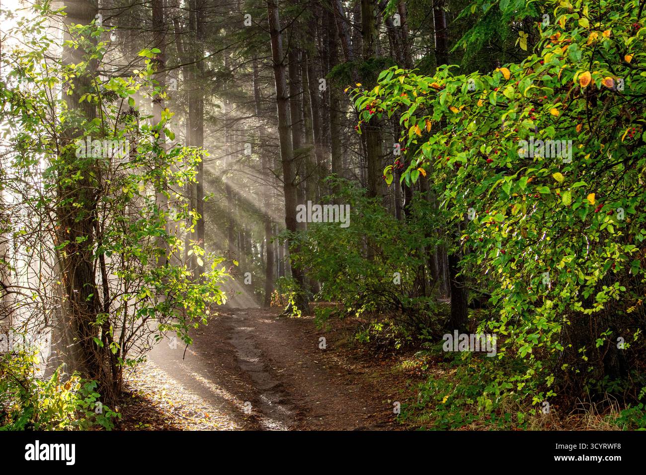 Dundee, Tayside, Scotland, UK. 20th Oct, 2025. UK Weather: The eerie ...