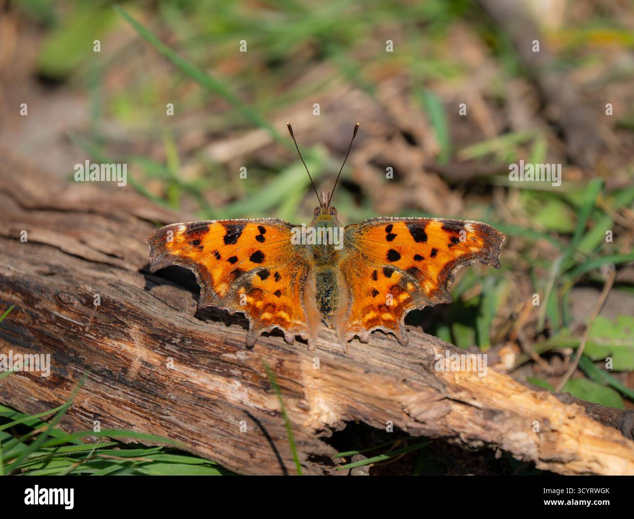 Comma Butterfly Resting. Wings Open Stock Photo - Alamy