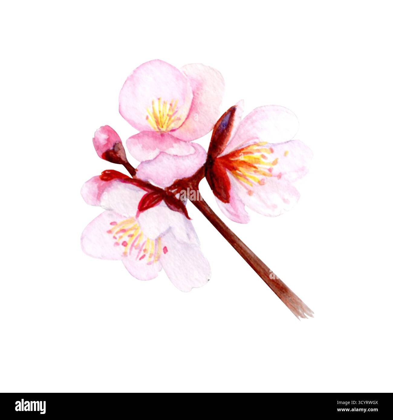 Cherry blossom branch with delicate pink petals and soft gradients ...