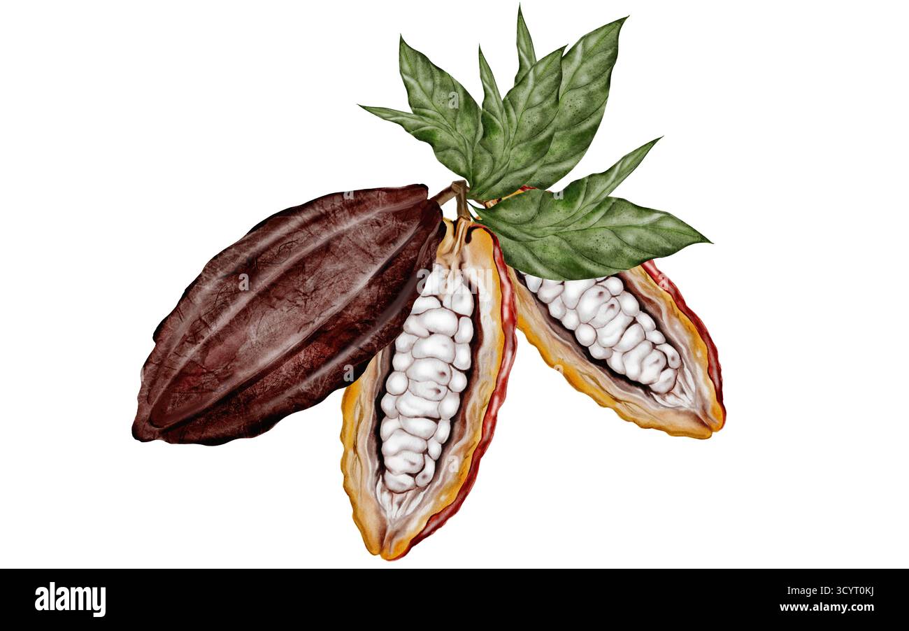 Cocoa bean watercolor. Hand-drawn cocoa fruit on a white background ...