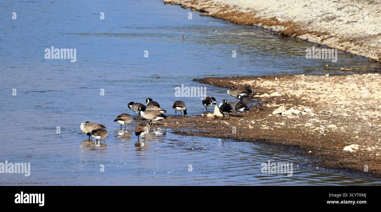 Canada Geese (branta canadensis) Llanishen Reservoir and country park ...