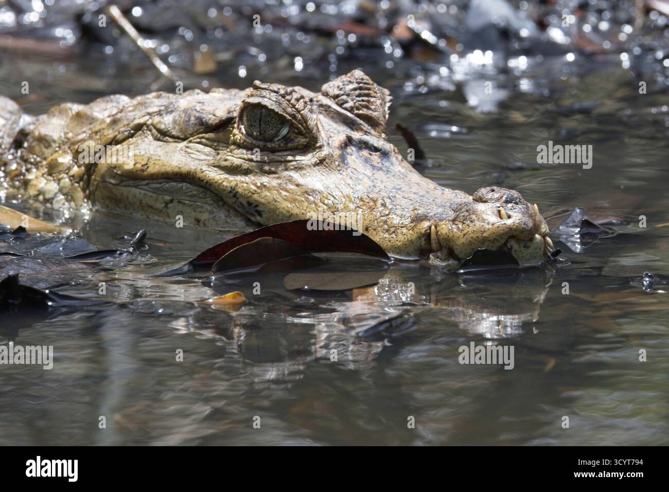 Spectacled Caiman, also known as the white caiman, common caiman, and ...