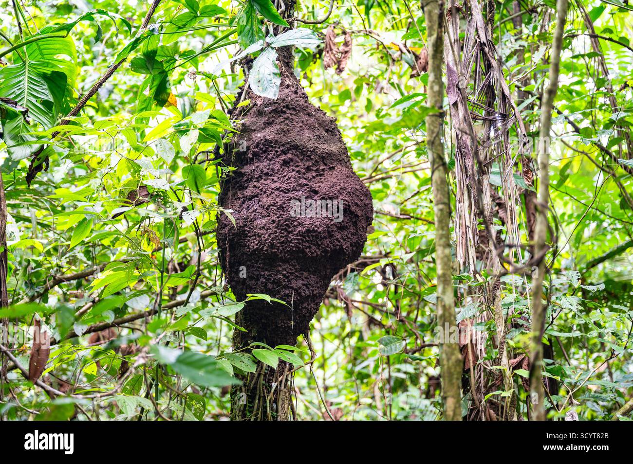 Amazon termite nest hi-res stock photography and images - Alamy