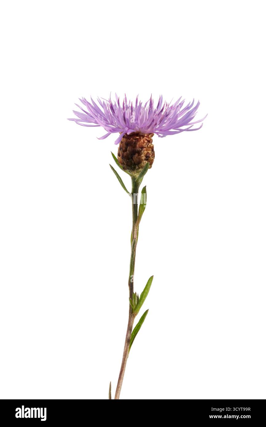 On purple flower thistle Cut Out Stock Images & Pictures - Alamy