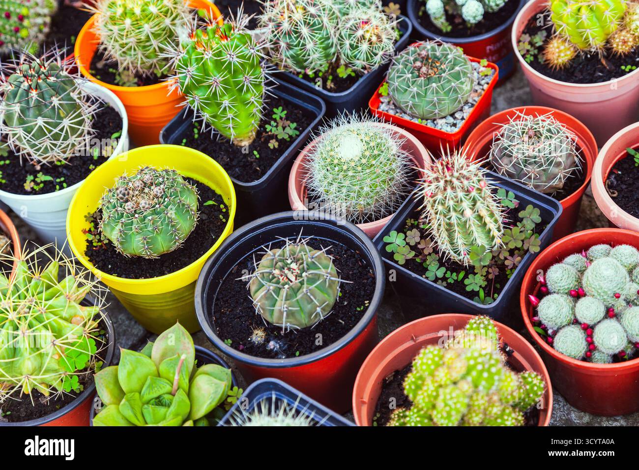 Various types cacti growing hi-res stock photography and images - Alamy