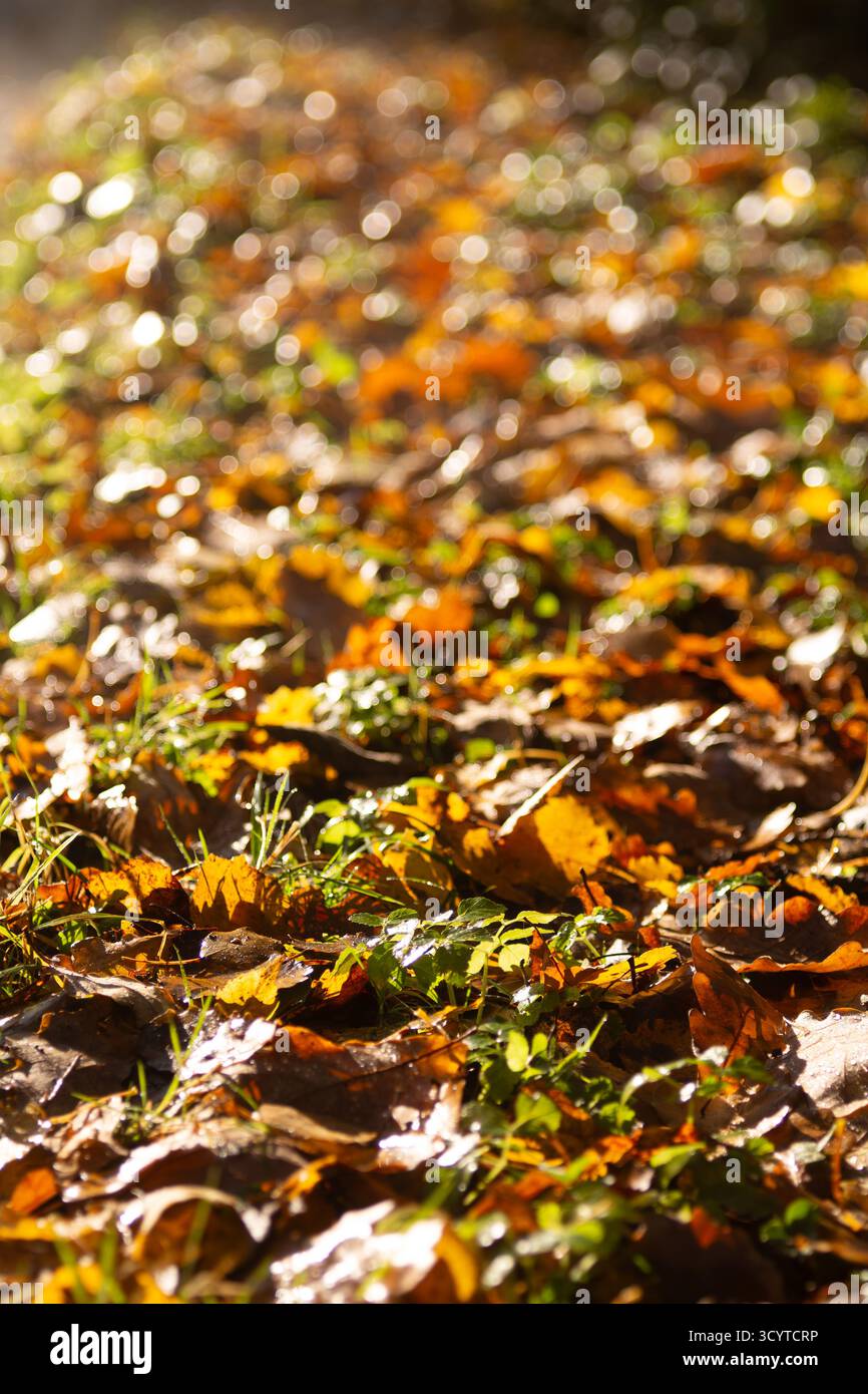Vertical autumn background with fallen leaves illuminated by warm ...