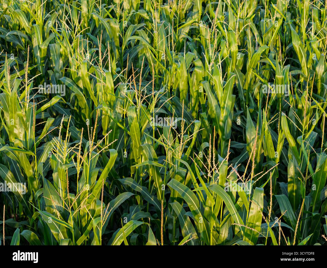 Rows planted sweetcorn maize hi-res stock photography and images - Alamy