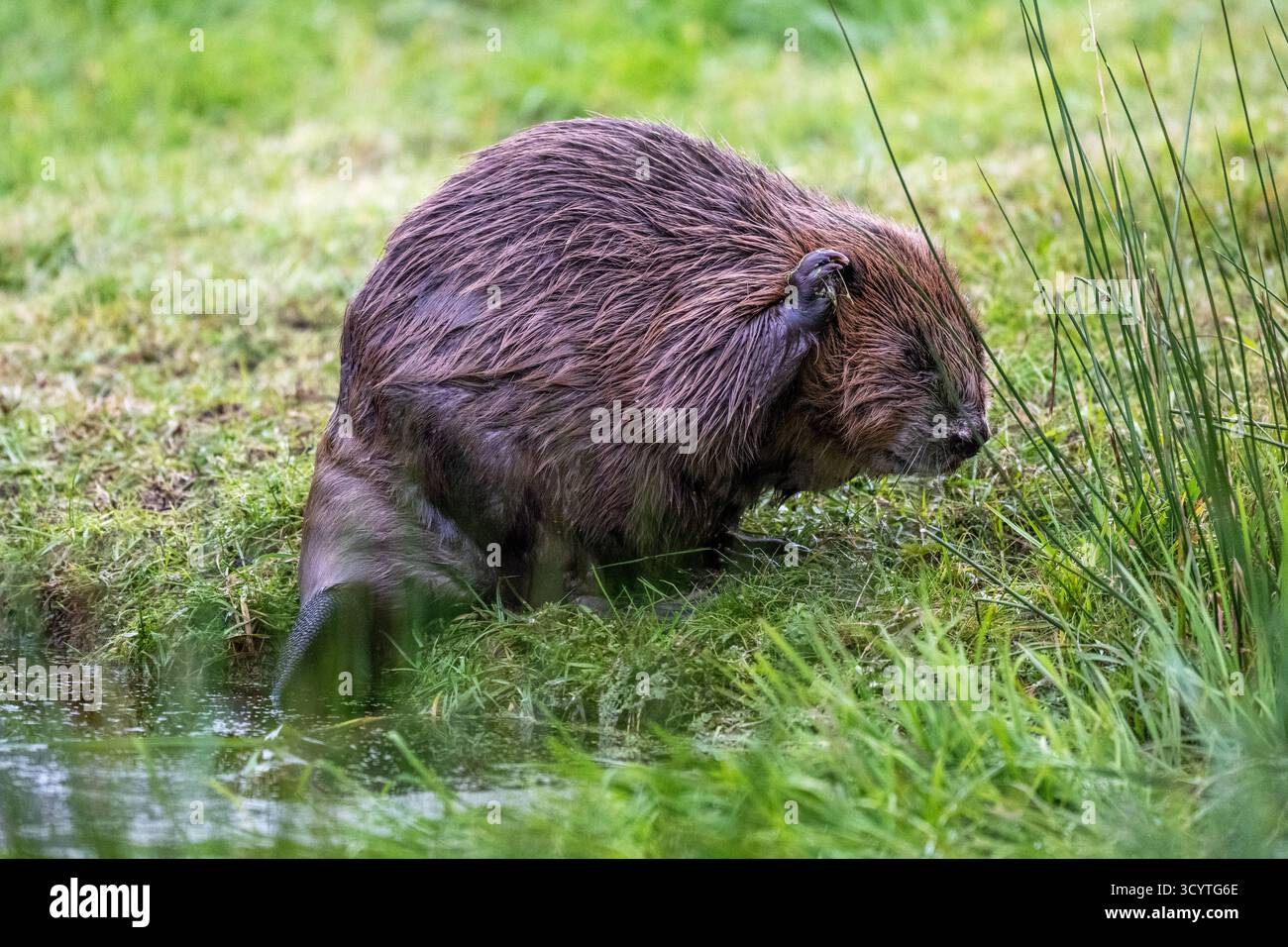 Biber Ein Biber steigt aus dem Wasser um auf der Wiese zu fressen und ...
