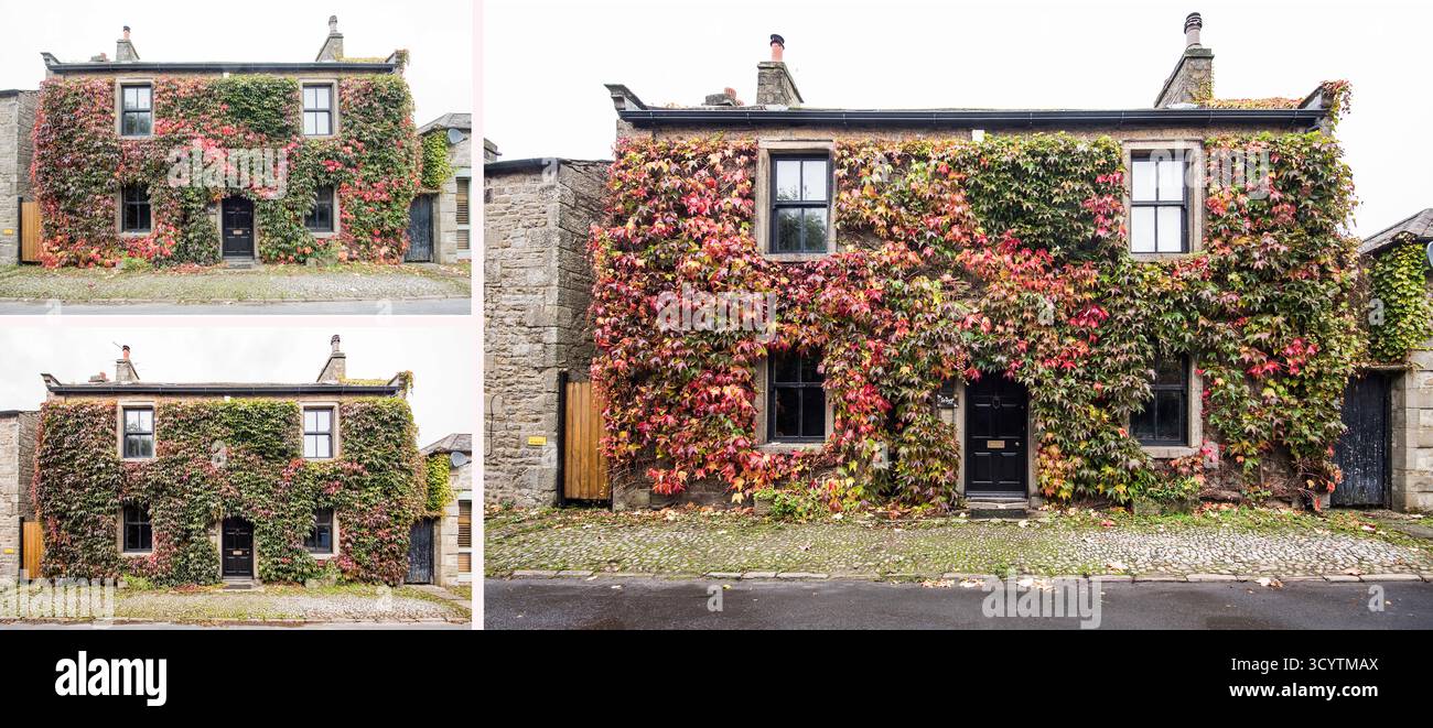 Composite of three images showing advancing stages of autumn colour and ...