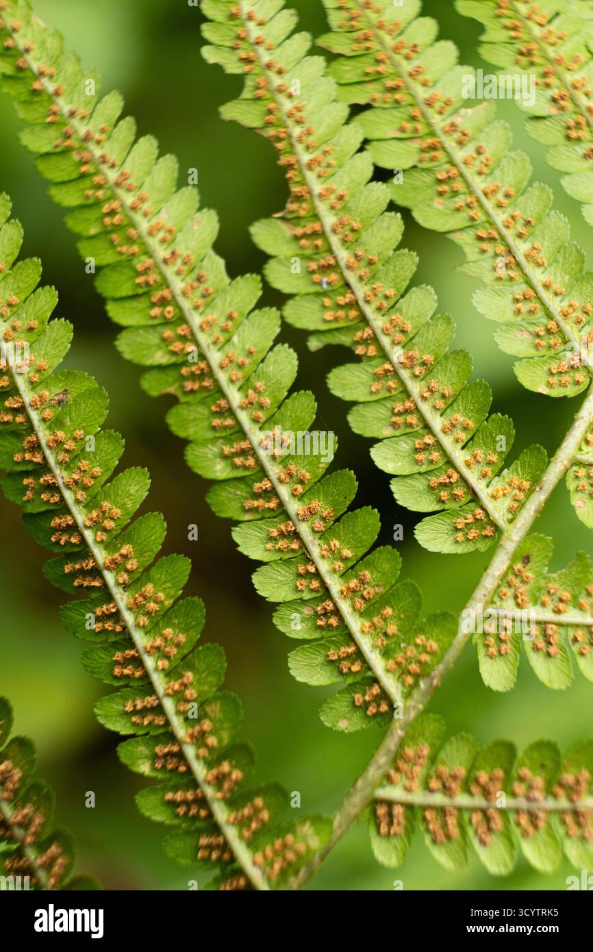 Fern Sori Close-Up, Brown Spore Clusters on Underside of Leaf Stock ...