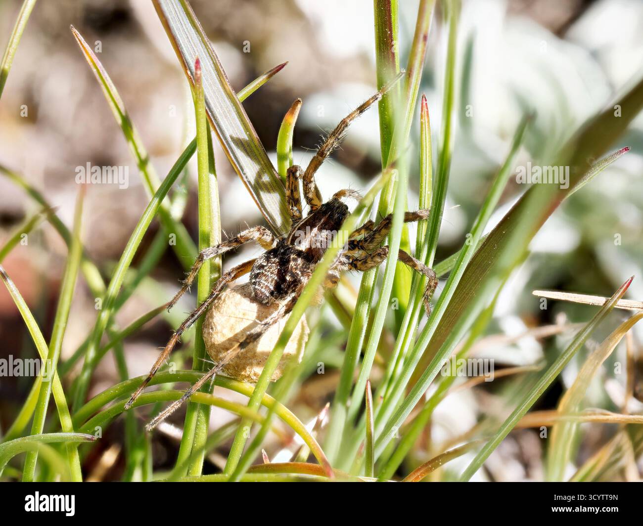 Alpine predatory spider hi-res stock photography and images - Alamy