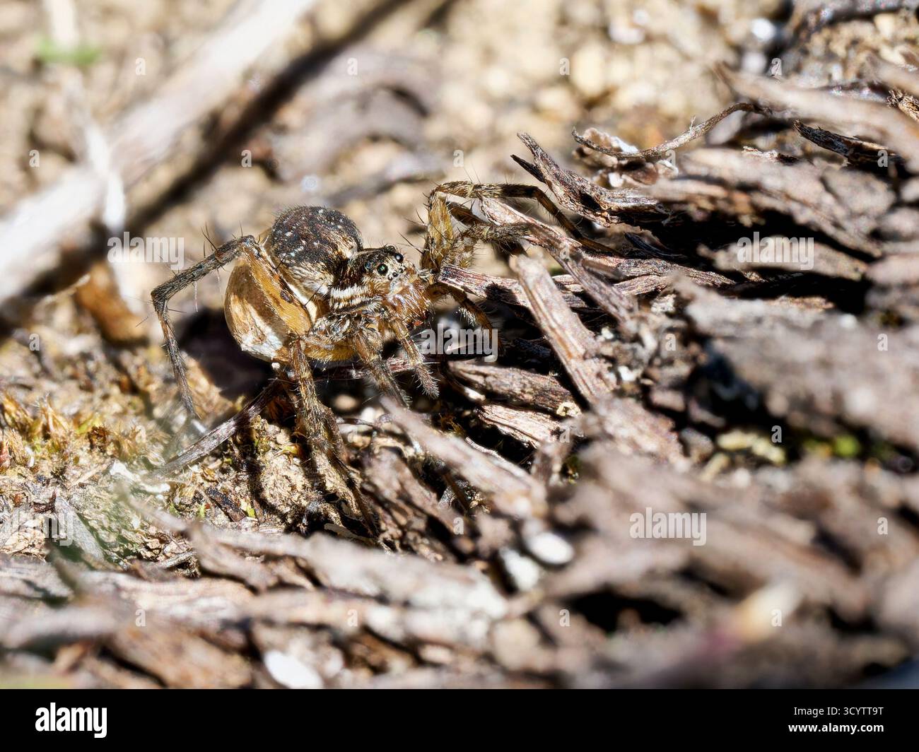 Alpine fauna wildlife spider hi-res stock photography and images - Alamy