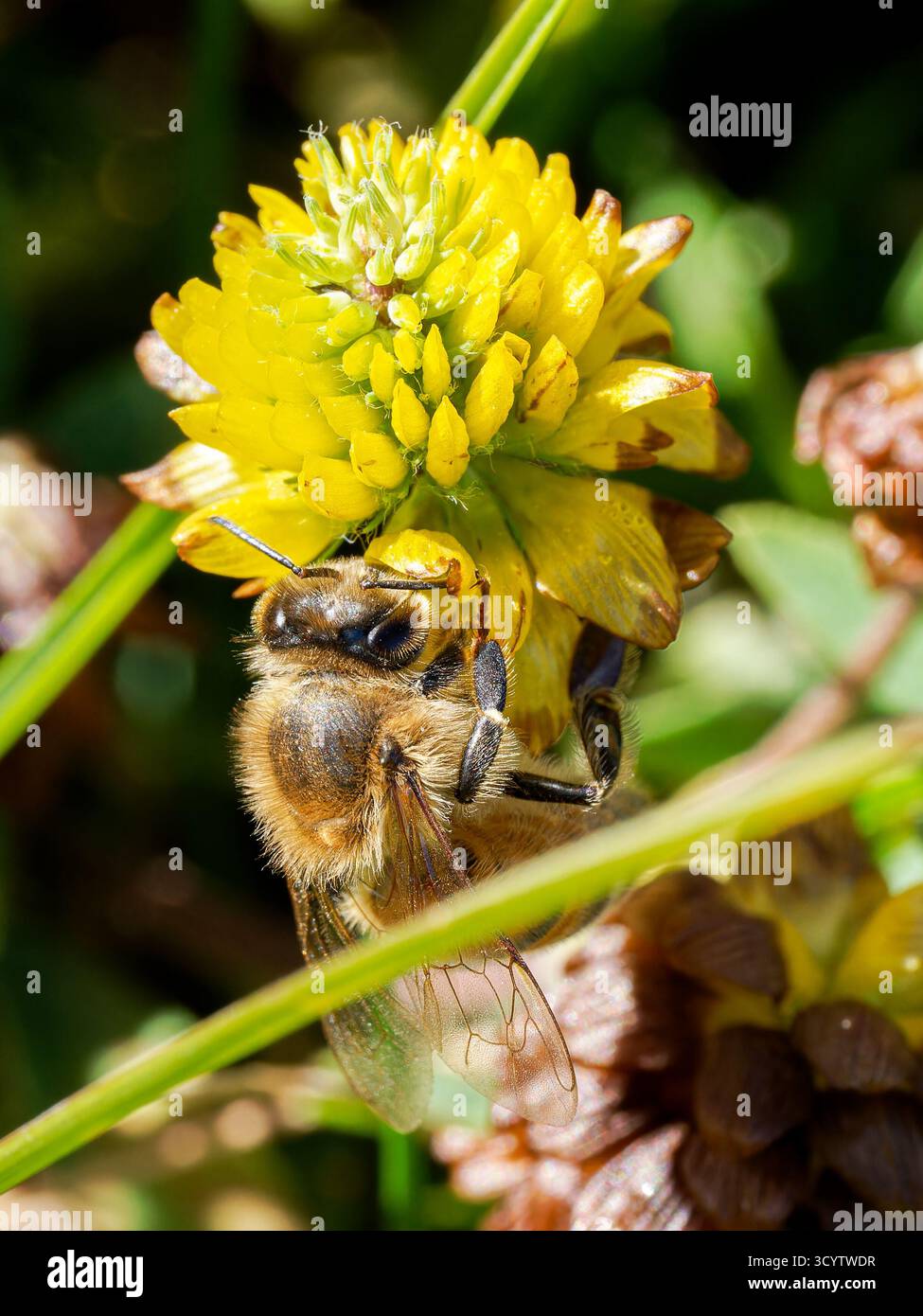Apis mellifera (honey bee) collecting nectar on a yellow alpine flower ...