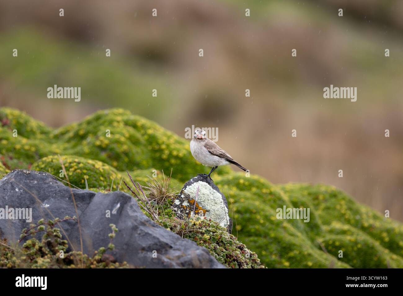 Plain-capped Ground-Tyrant with insect prey in the high páramo of ...