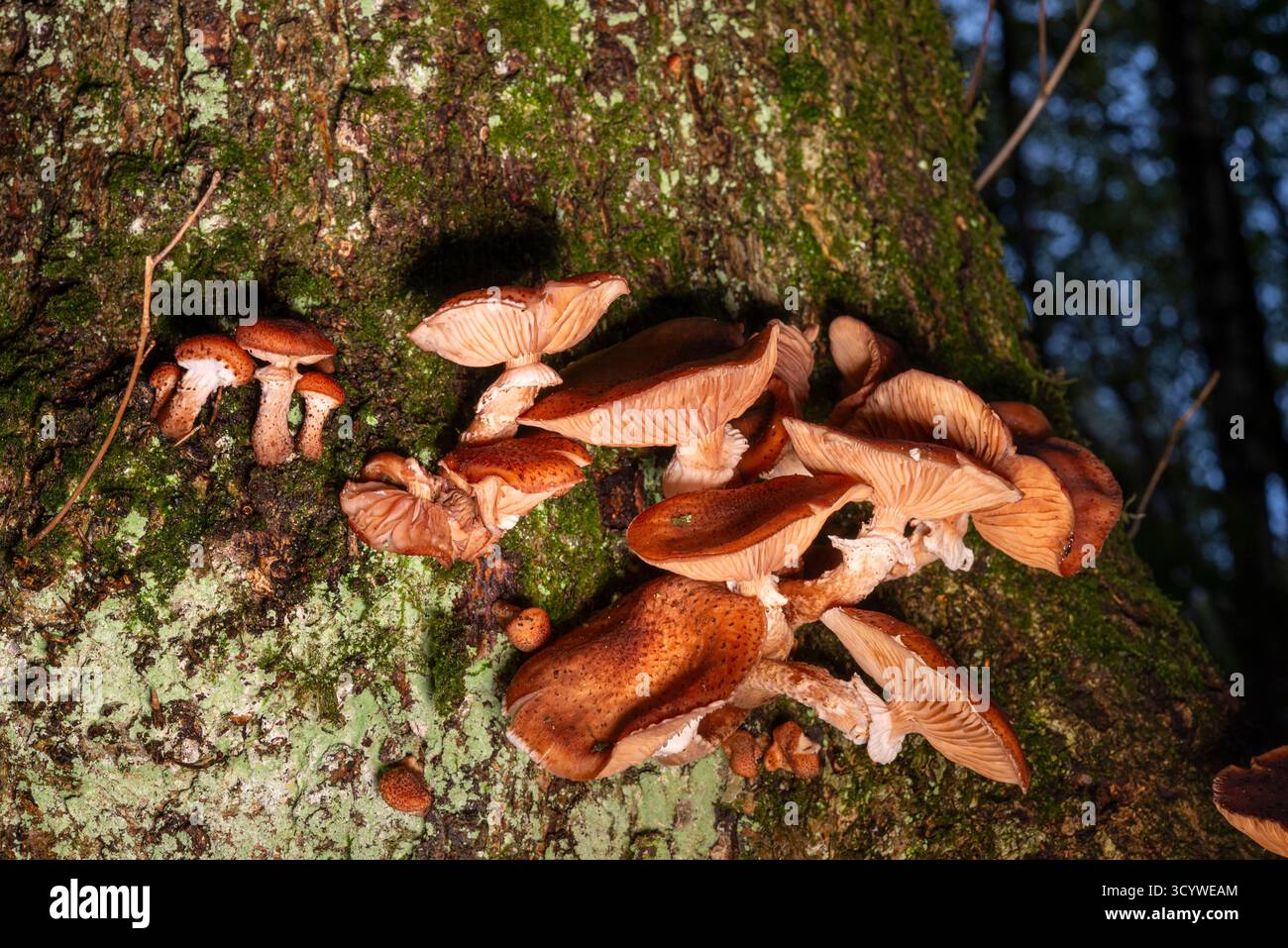 Large group of brown fungi at the base of an Oak tree in a UK woodland ...
