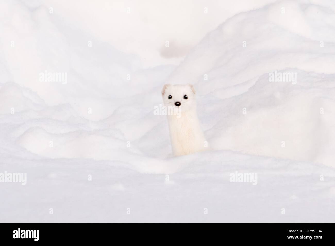 Full-face portrait of a white stoat weasel in snow Stock Photo - Alamy