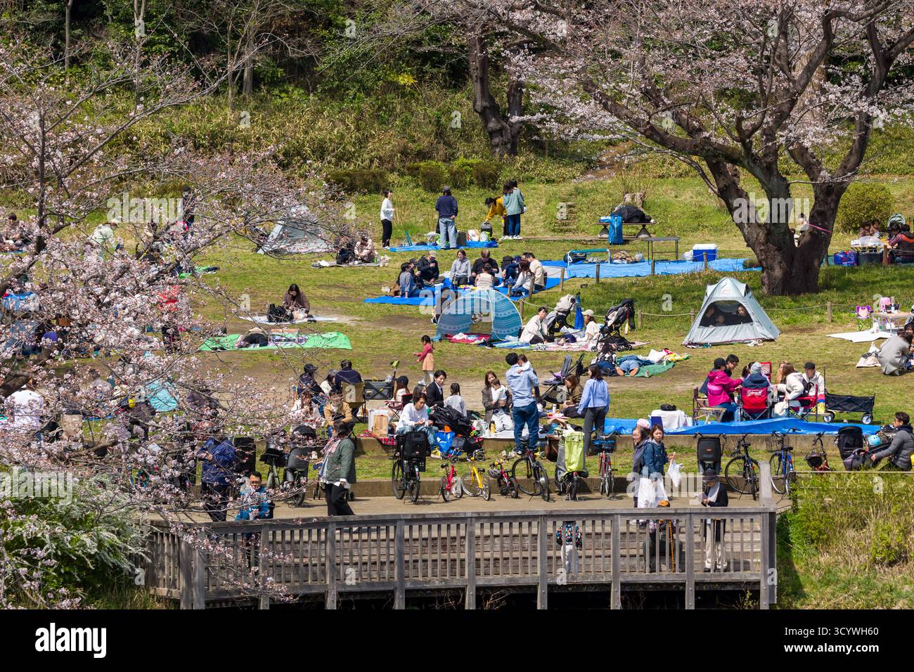 People enjoying Hanami picnic under blooming cherry blossom trees in a ...