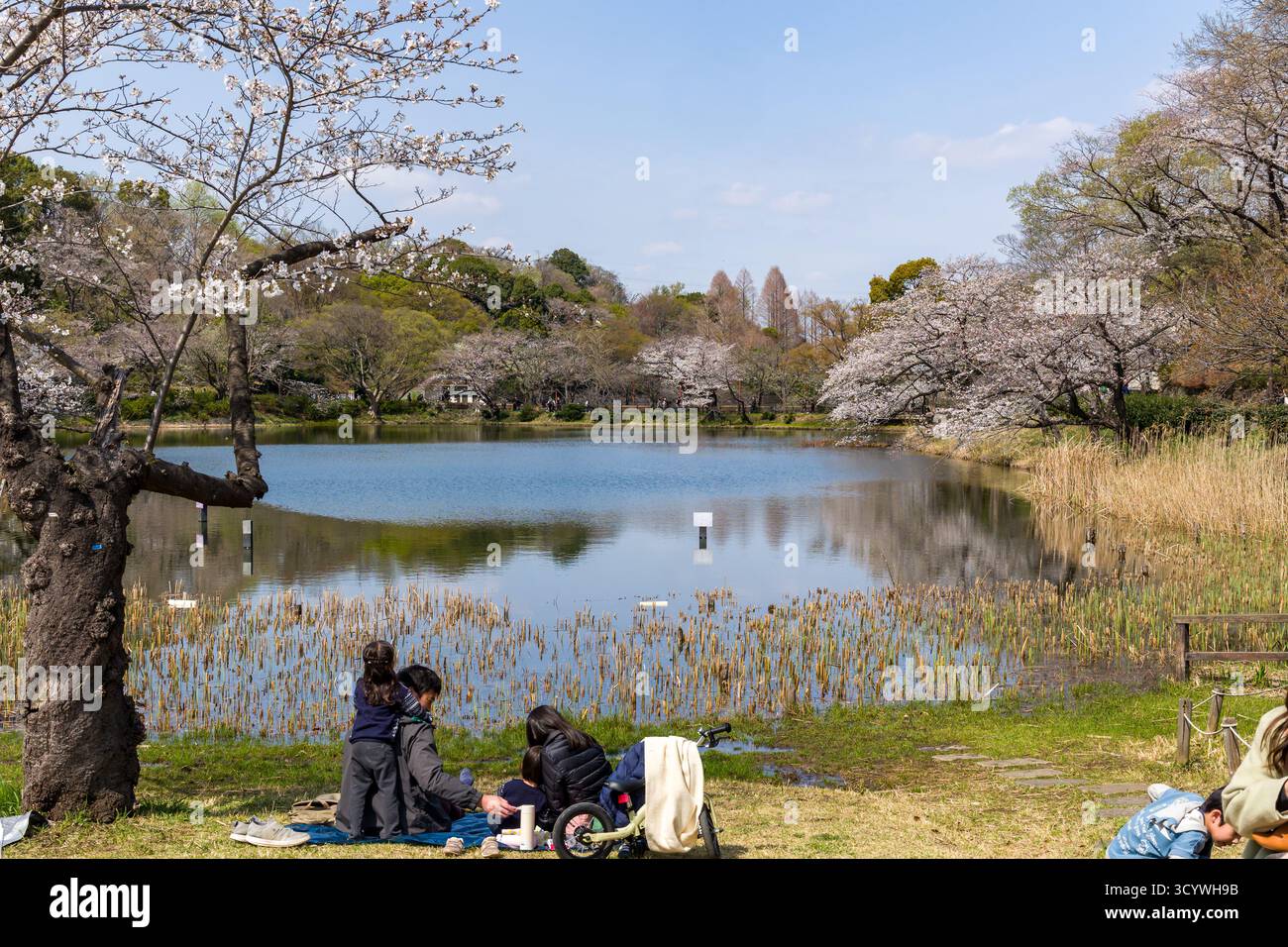 Family having a picnic under blooming sakura trees by a lake during ...