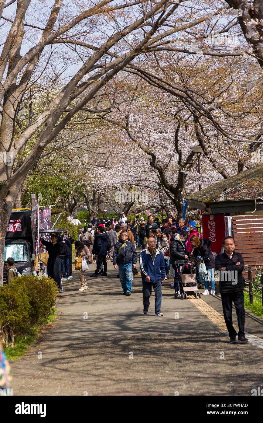 Crowd of people walking under blooming cherry blossom trees during ...