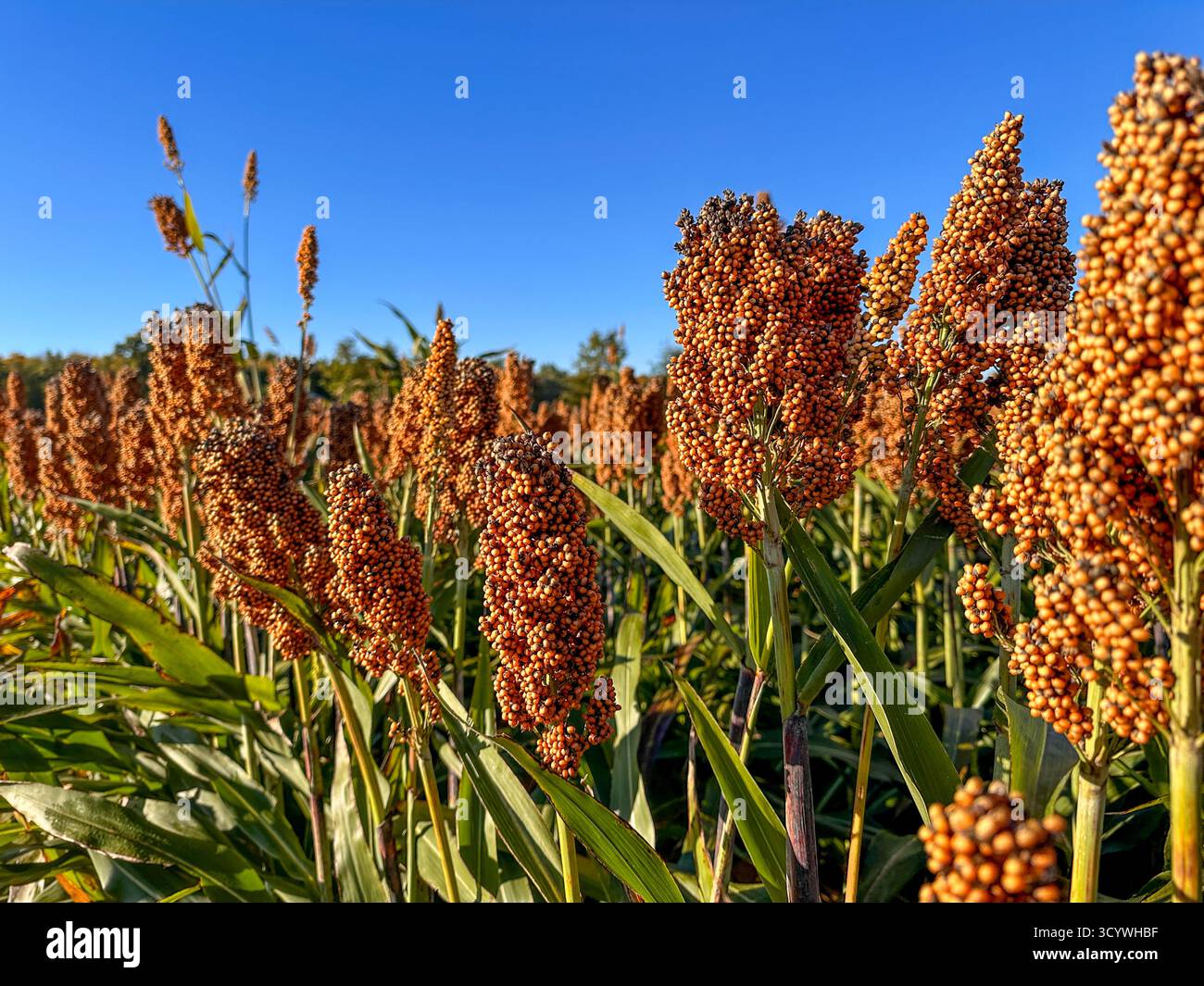 Sorghum crops in a farm field in the United States Stock Photo - Alamy