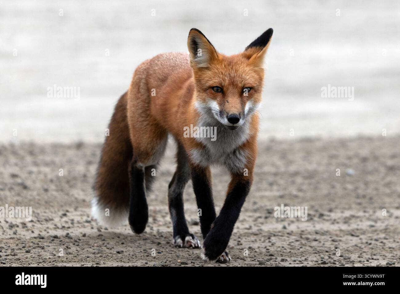 Curious red fox approaches hi-res stock photography and images - Alamy