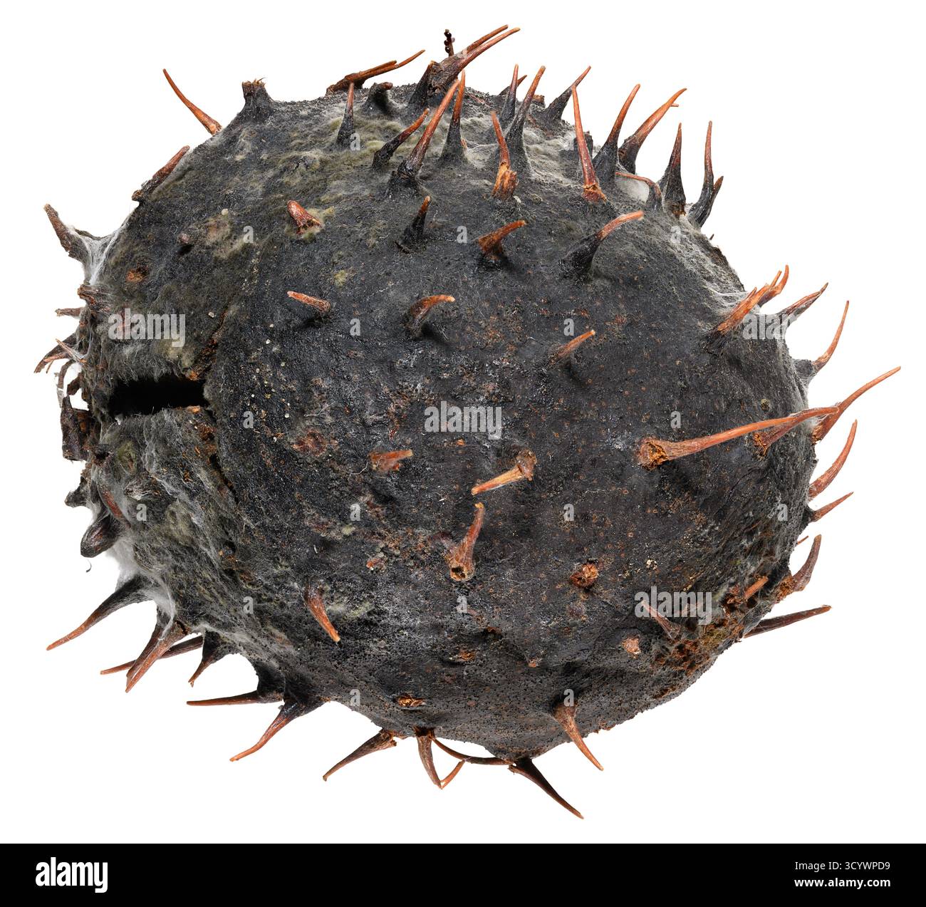 Dry, brown horse chestnut pod with stiff spines. Isolated background ...